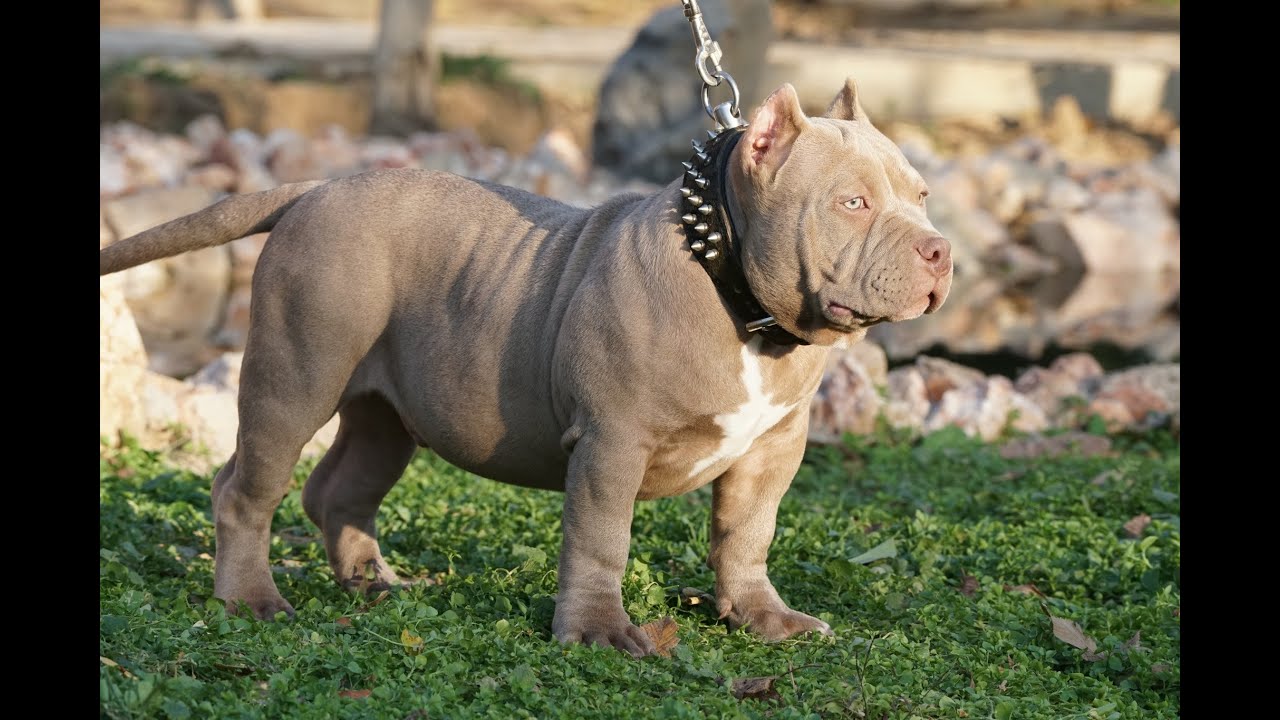 SHOW QUALITY AND EXTREME MALE AVAILABLE FOR SALE .ONLY 3 MONTHS & 3 ...