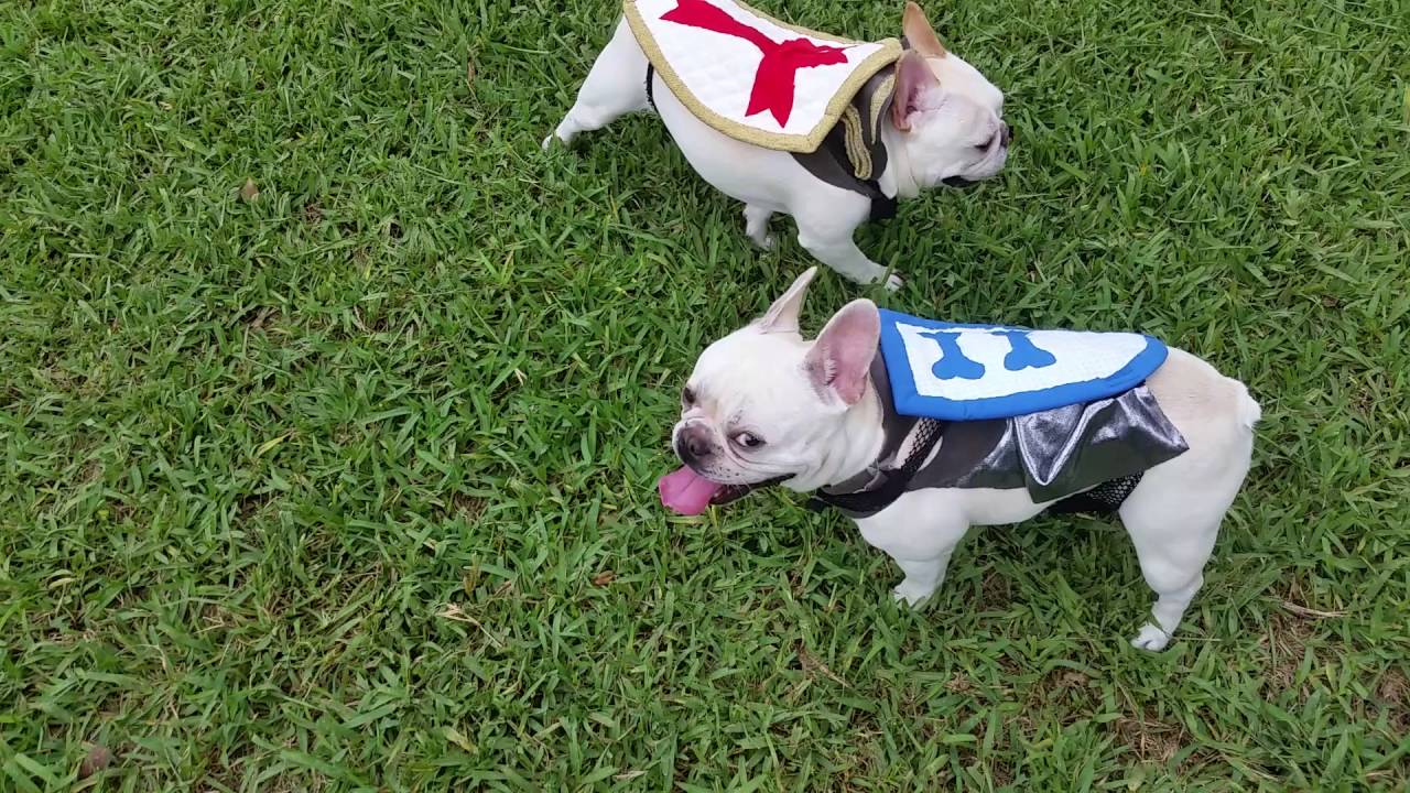 French Bulldogs monster hunting! - YouTube