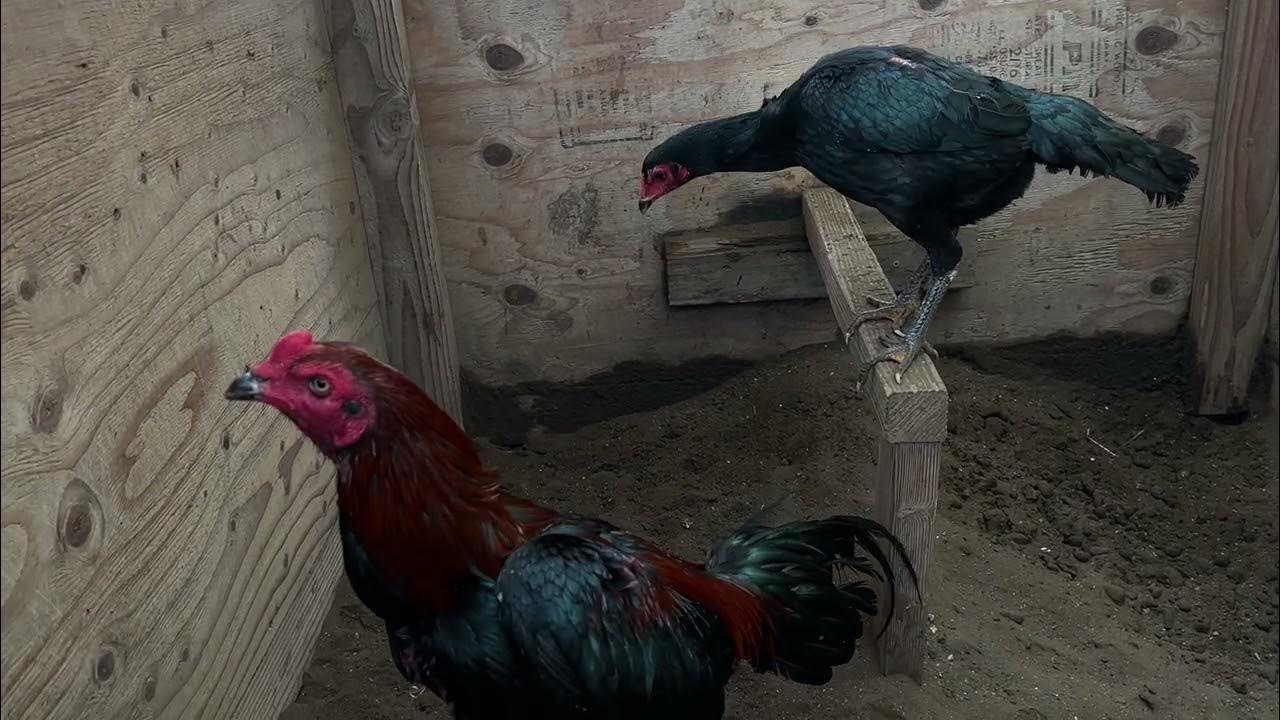 Tham pem qaib ua si - YouTube