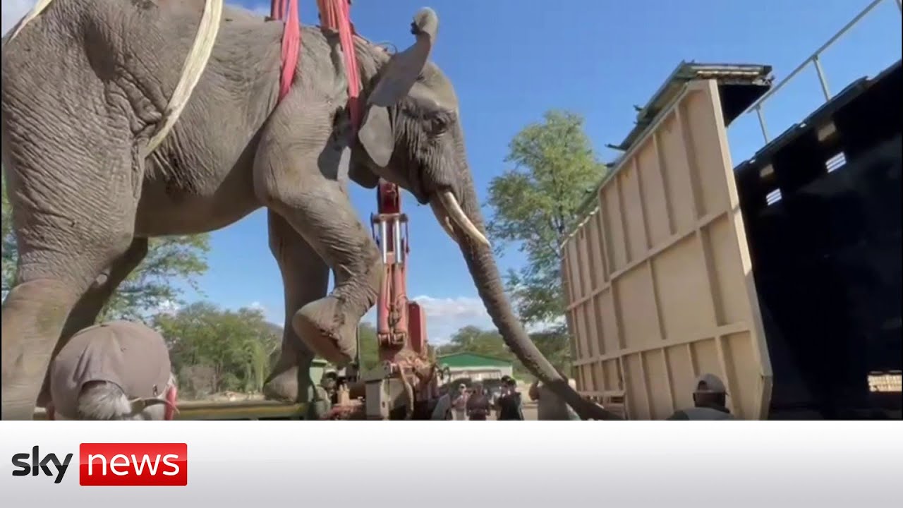 World Elephant Day - hundreds of elephants relocated - YouTube