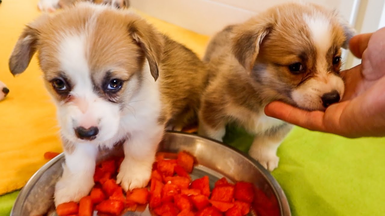 Corgi Puppies Try Watermelon!! - YouTube