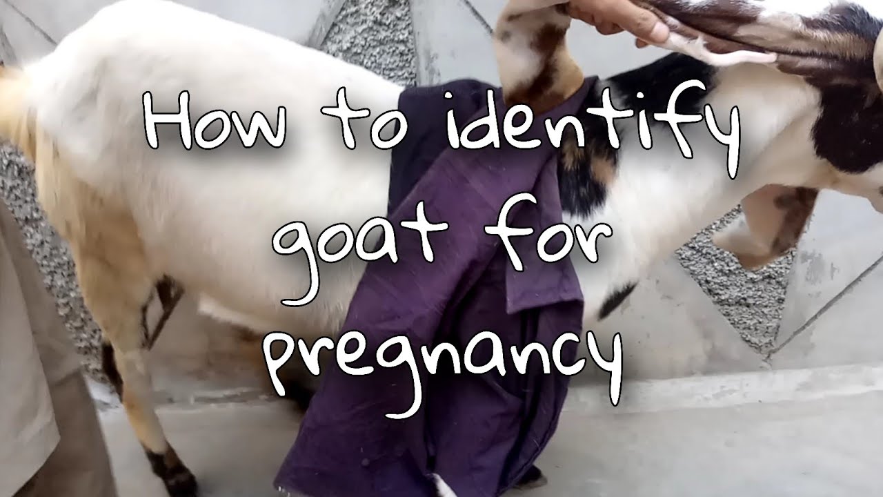 Symptoms of goat pregnancy|how to identify pregnant goat - YouTube