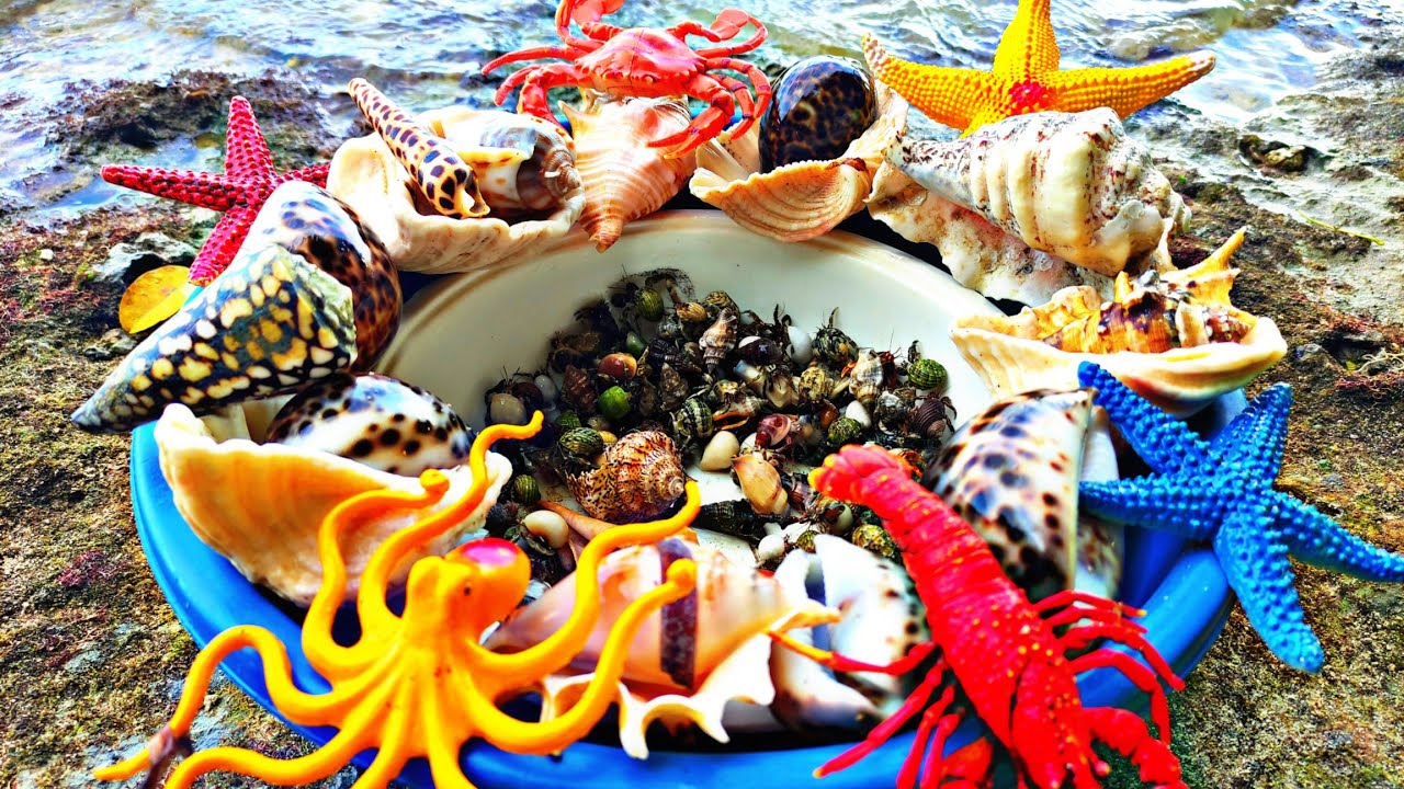 Menemukan Kelomang Raksasa,Bintang laut,Ikan Hias laut,keong,kerang ...