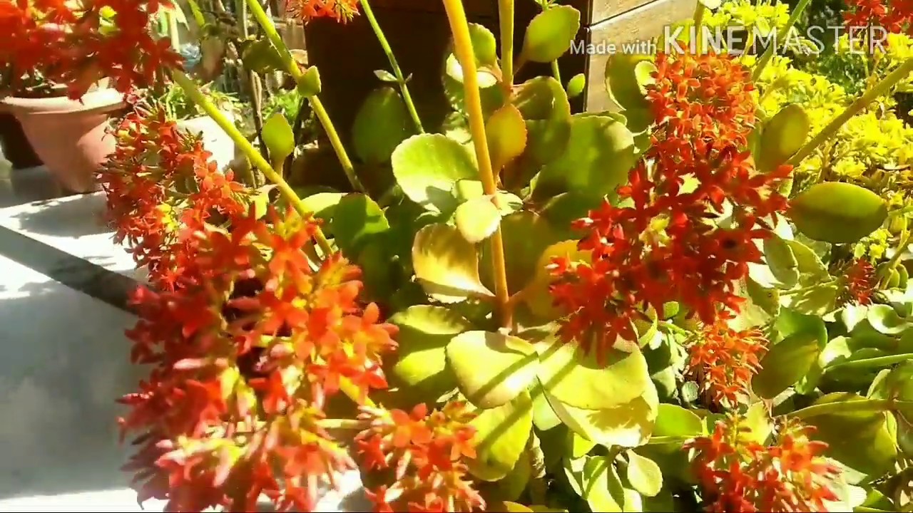 My kalancho plant collection 🍁👌👌🙏 - YouTube