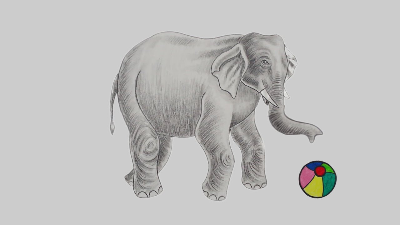 How to Draw Elephant in 3D style.. || Easy drawing of Elephant - YouTube