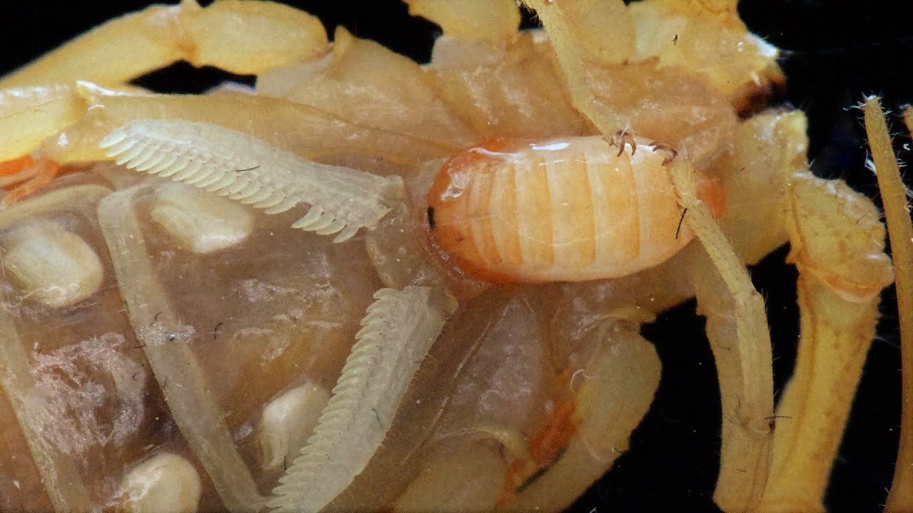 Scorpion Giving Birth (EXTREME close-up) - YouTube