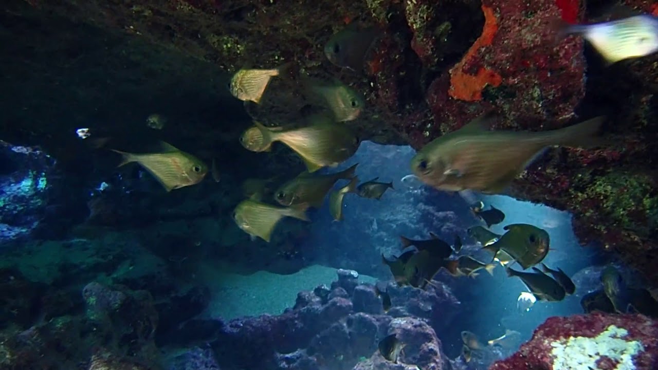 The lesepsian sweeper fish Pempheris Rhomboidea - YouTube