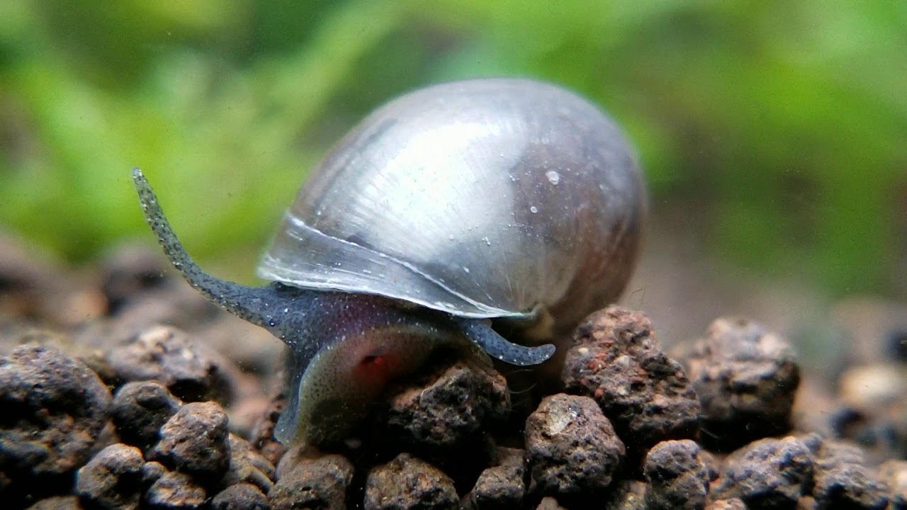 A pond snail in action - YouTube