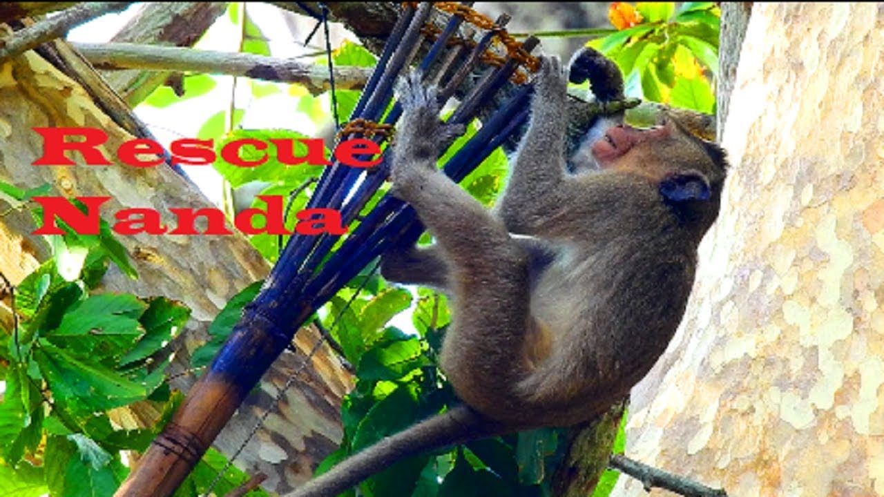 Rescue Nanda from Trap by Cameraman, Our heart break million pieces cos ...