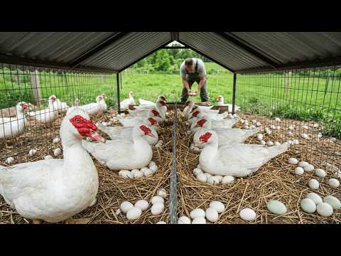 Harvesting Muscovy Duck Eggs | How to Raise Muscovy Ducks for Meat and Eggs