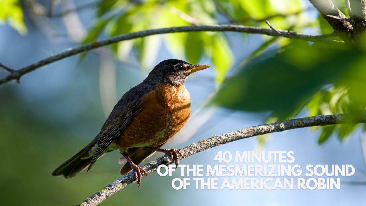 40 minutes of the mesmerizing sound of the American Robin I Relaxing ...