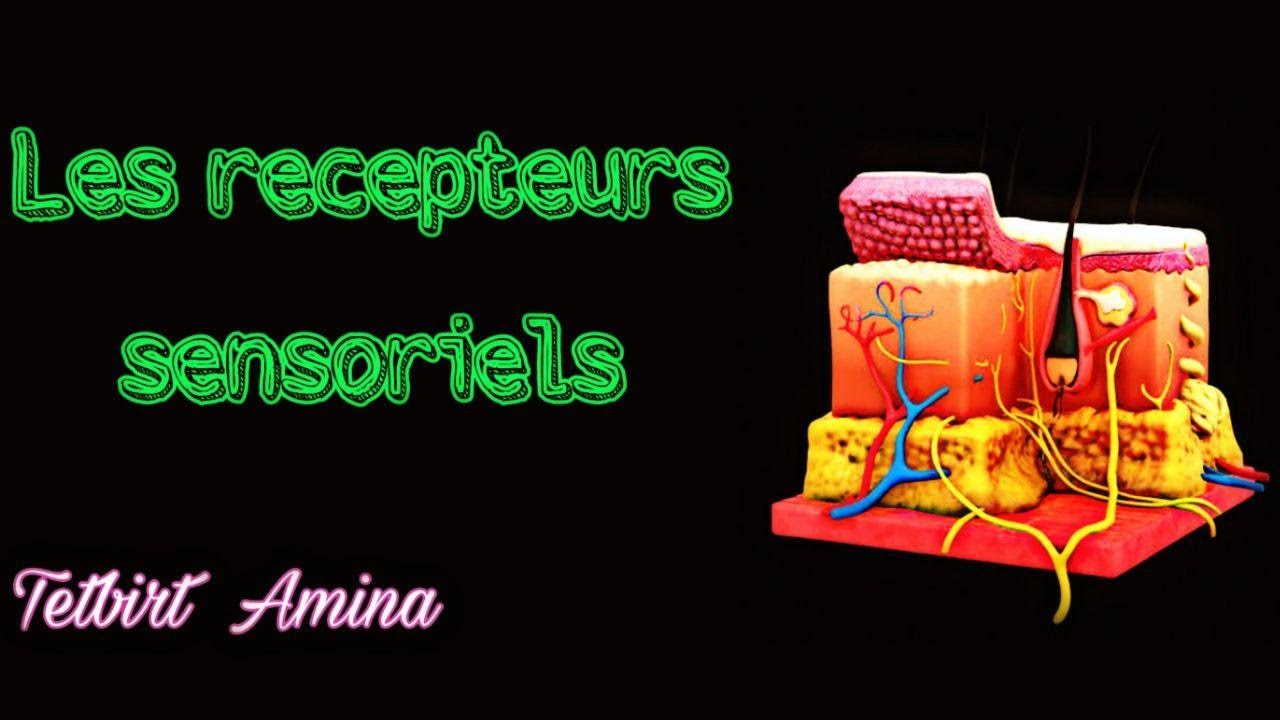 les récepteurs sensoriels - cours physiologie 2ème année médecine - YouTube