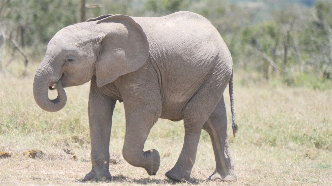 🌍 African Elephant | Kenya | Tembo | アフリカゾウ - YouTube