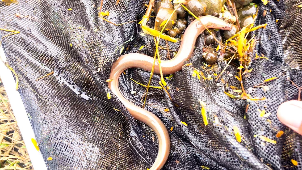 Collecting creatures in a rural river. eel fish, crabs, betta. - YouTube