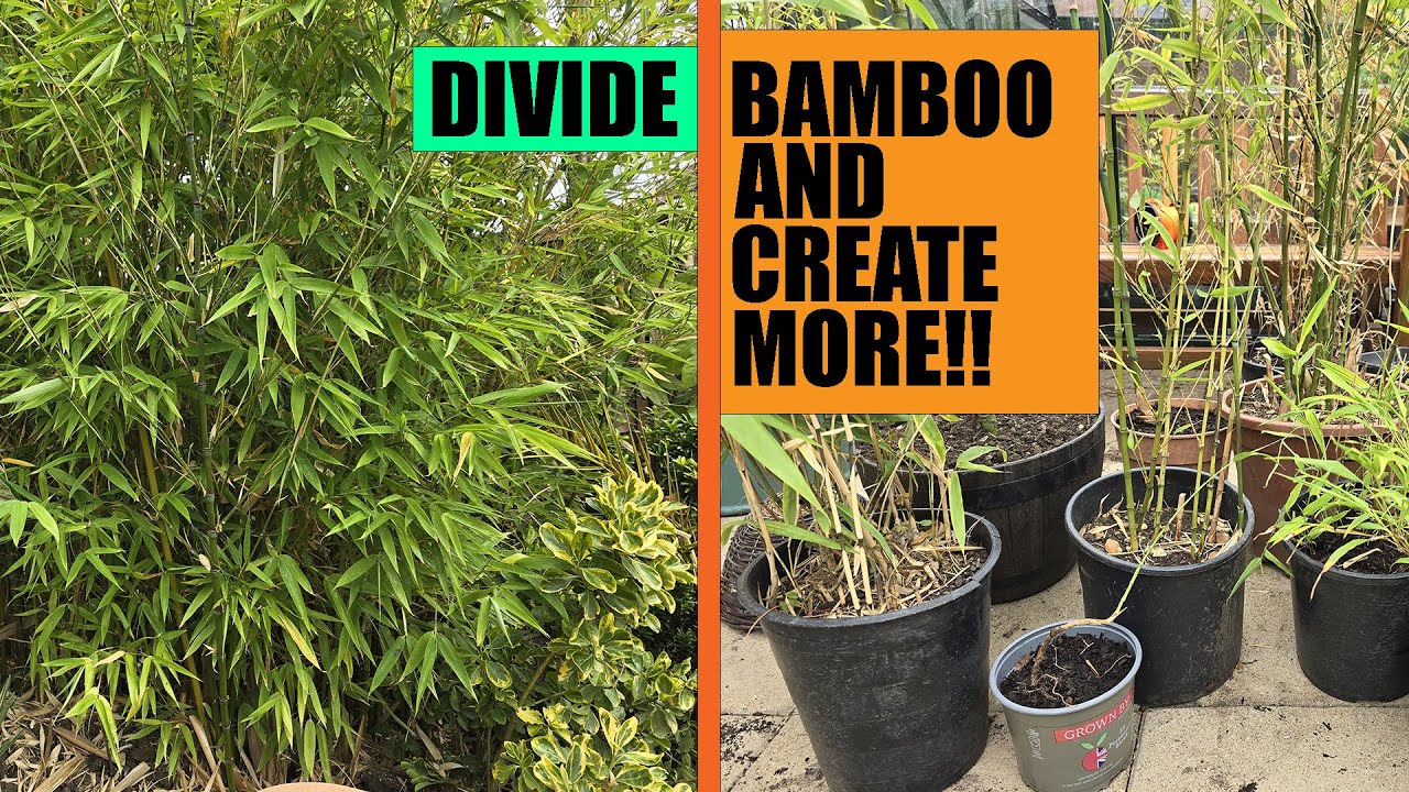 How to divide bamboo and create more plants for free! - YouTube