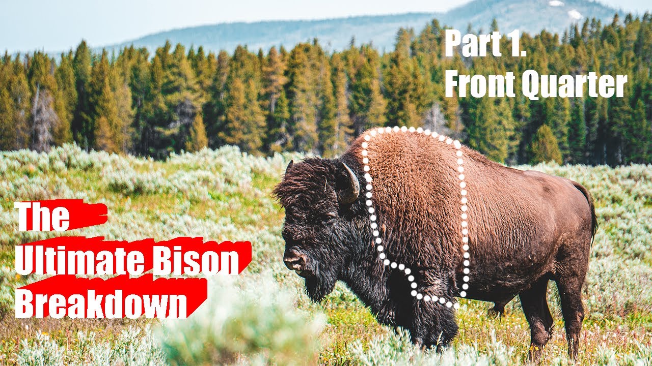 The Ultimate Bison Breakdown (Part 1) - Front Quarter - YouTube