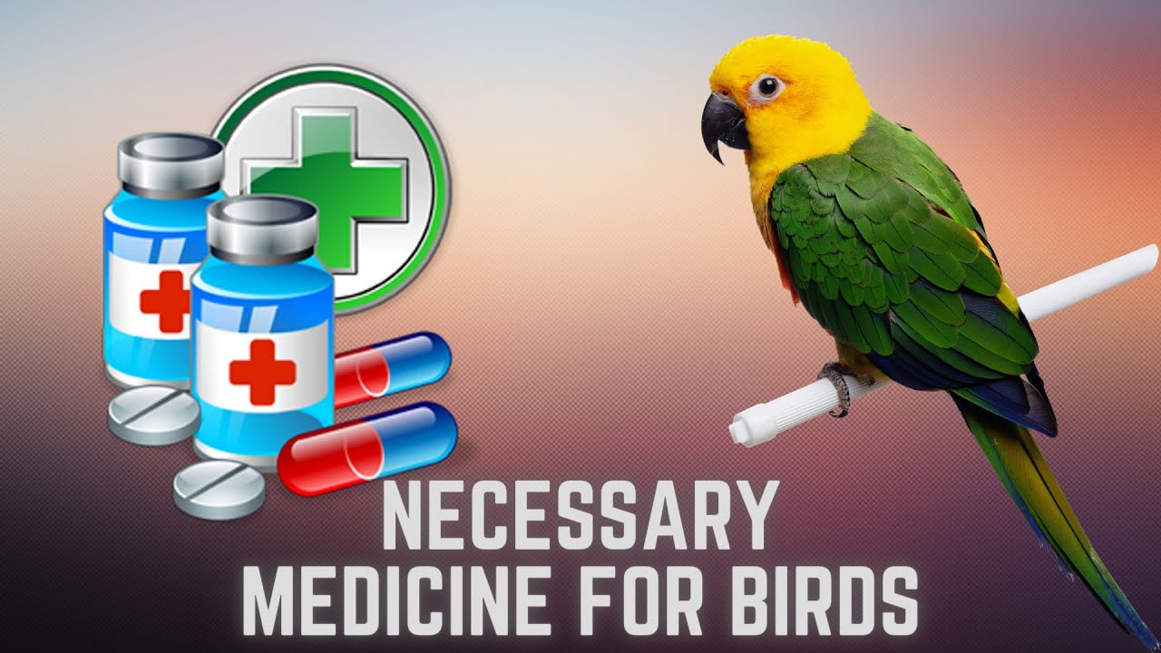 MOST IMPORTANT AND NECESSARY MEDICINE FOR BIRDS ️ - YouTube