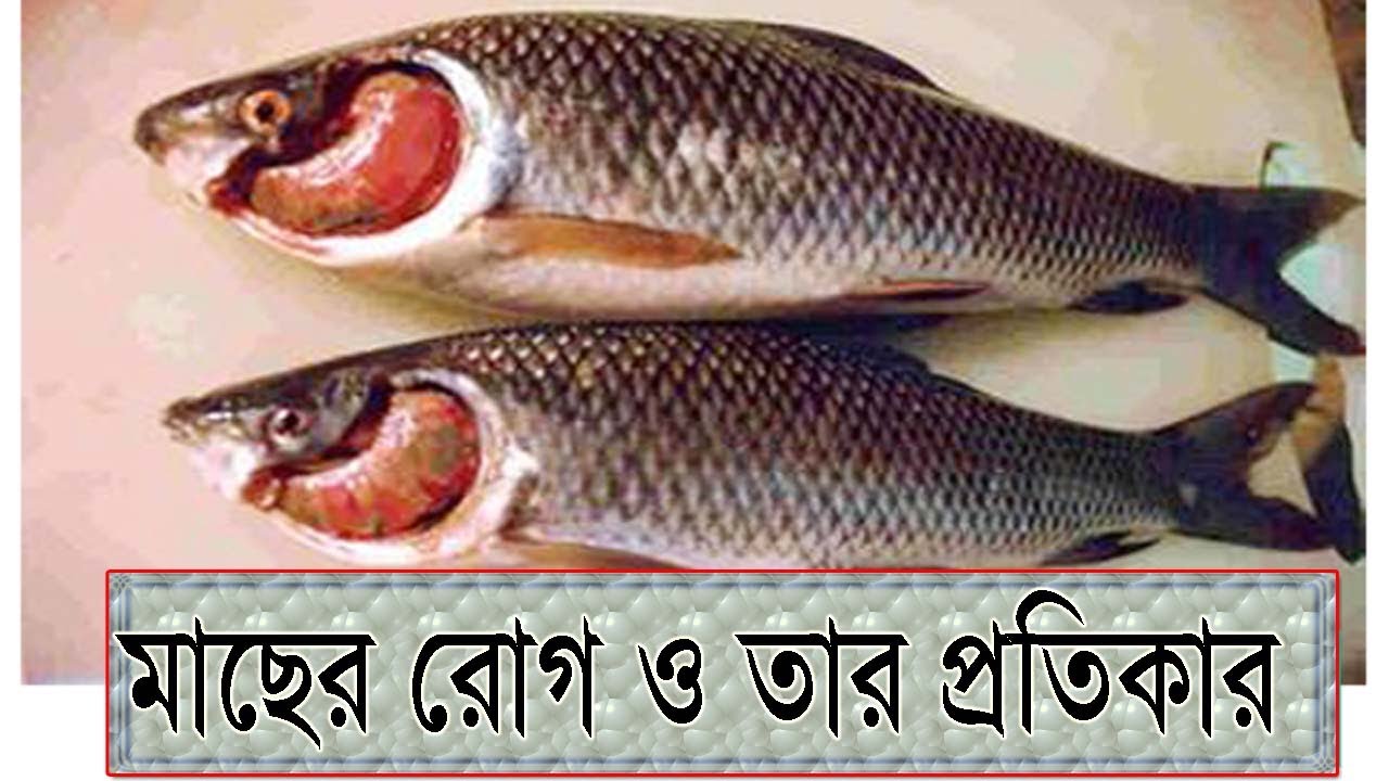 Macher Rog o tar Protikar || Matir Katha ।।মাছের রোগ ও তার প্রতিকার ...