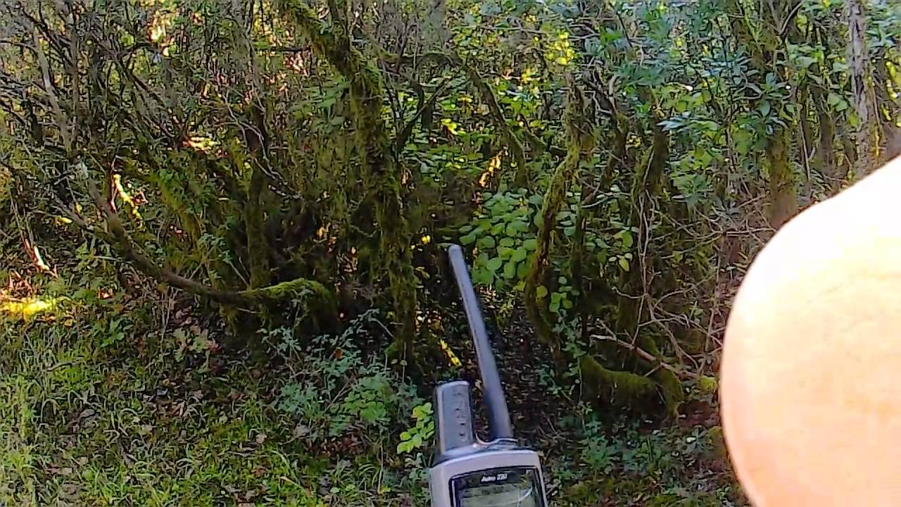 Κυνήγι αγριογούρουνου 2016 (Wild boar in Greece) Γουρουνοπαρέα ...