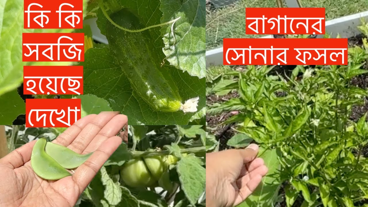 amar baganer sonar foshol, bhul pruning kore gachher anek boro khoti ...