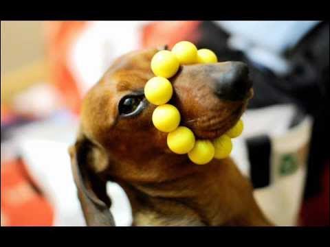 El show del perro salchicha (canción infantil) - YouTube