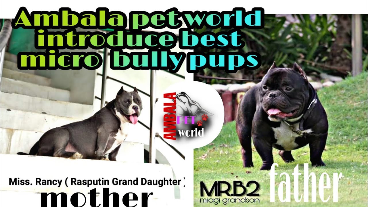 Micro size am bully pups available.MB.no.7404987048. - YouTube