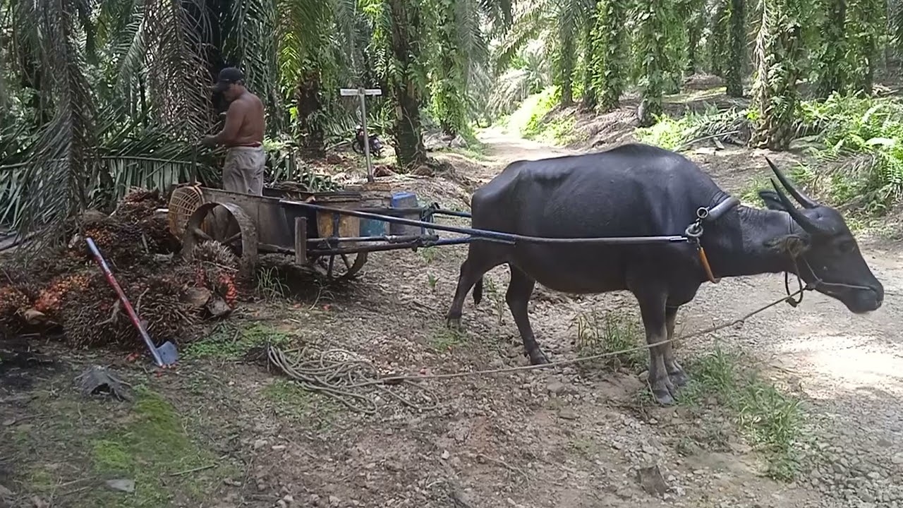 kebok pinter - YouTube