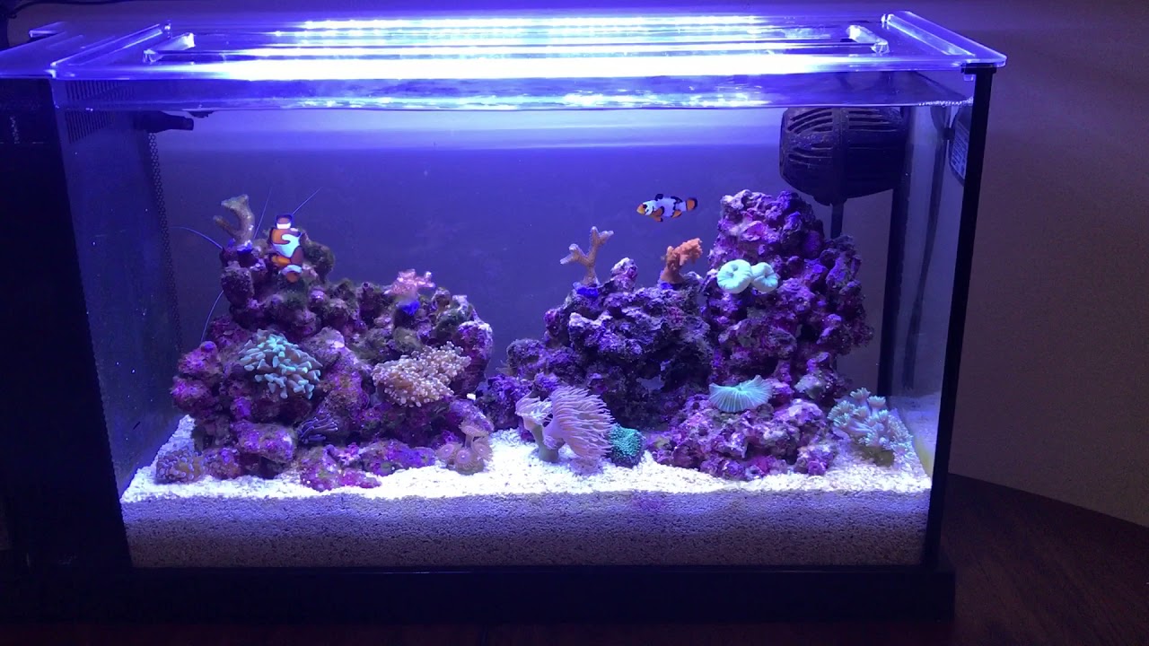 Fluval Sea Evo 5 reef tank clownfish live coral - YouTube