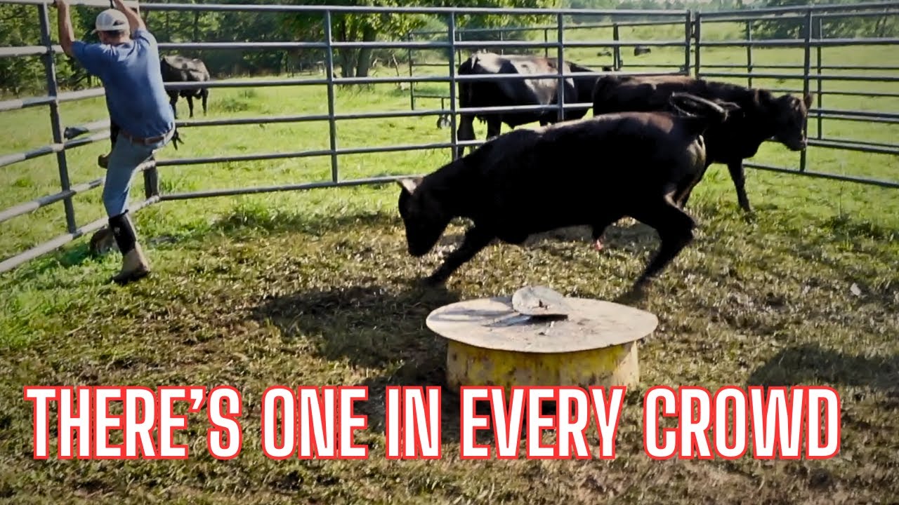 There's One In Every Crowd! - YouTube