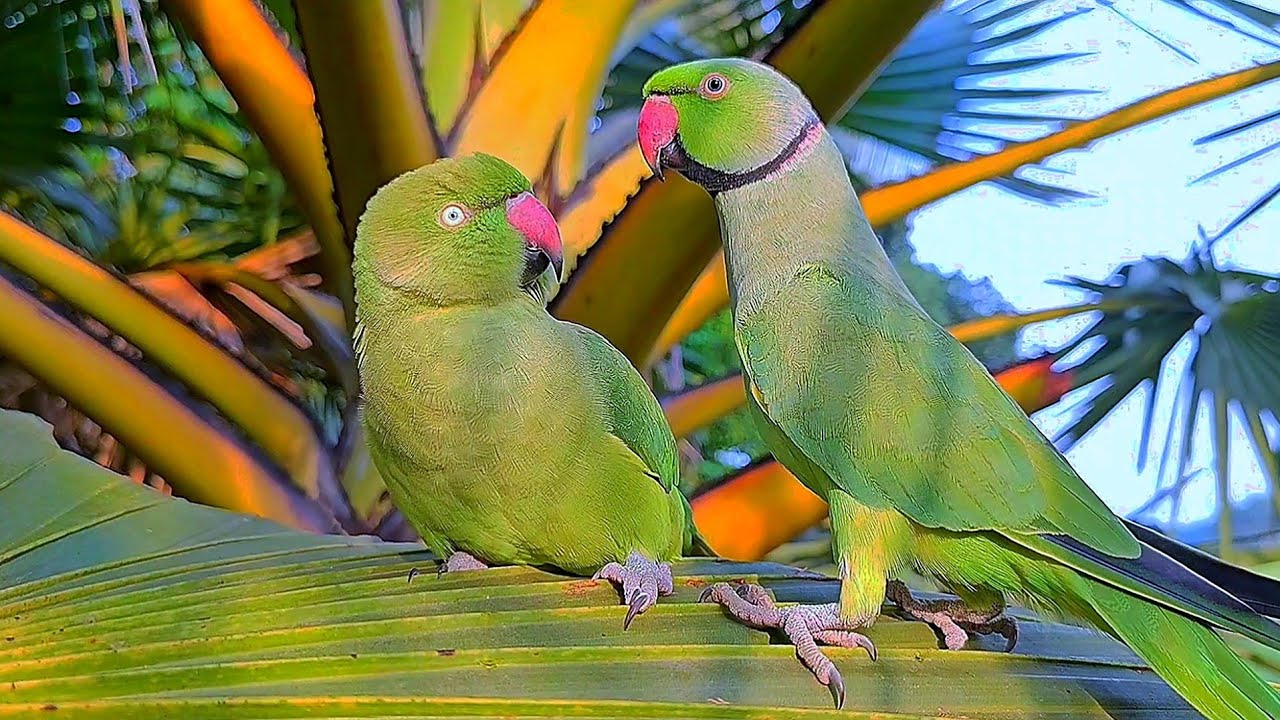 Green Parrot Talking Natural Sounds - YouTube