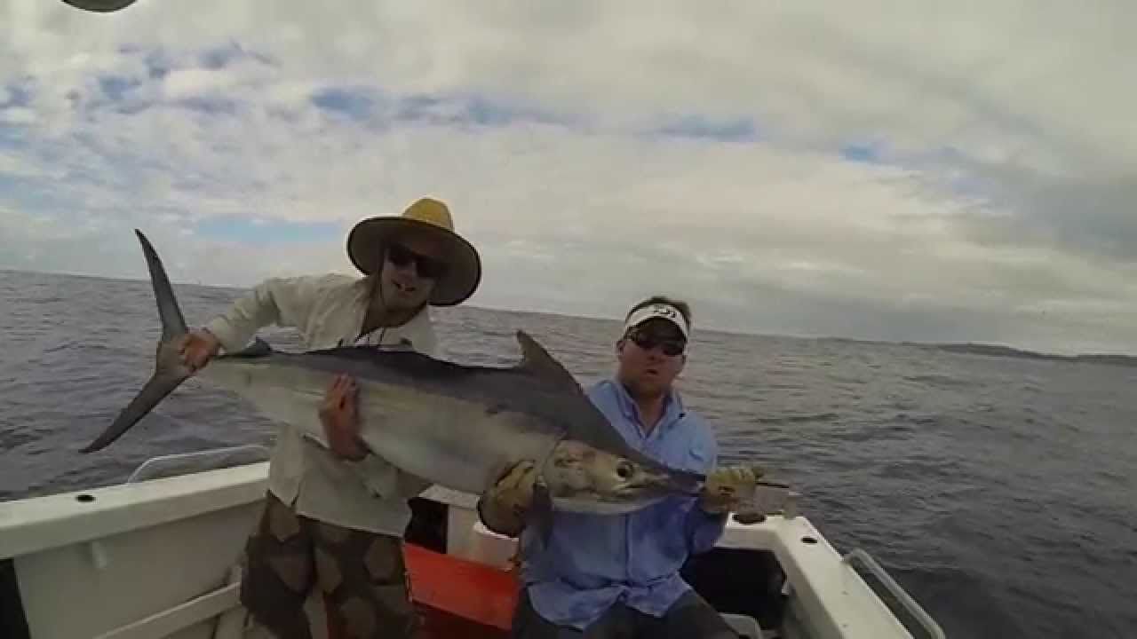 Baby Black Marlin run NSW Australia. - YouTube