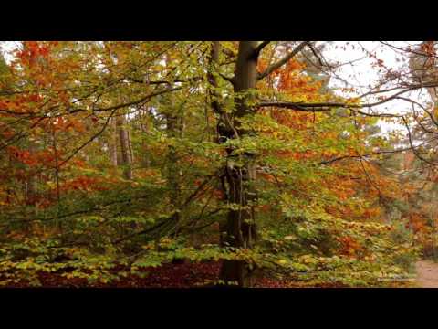 Herfst in de Kaapse Bossen