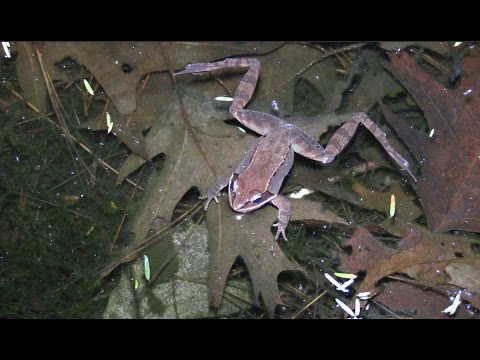 Vernal Pool Creatures at Night - YouTube