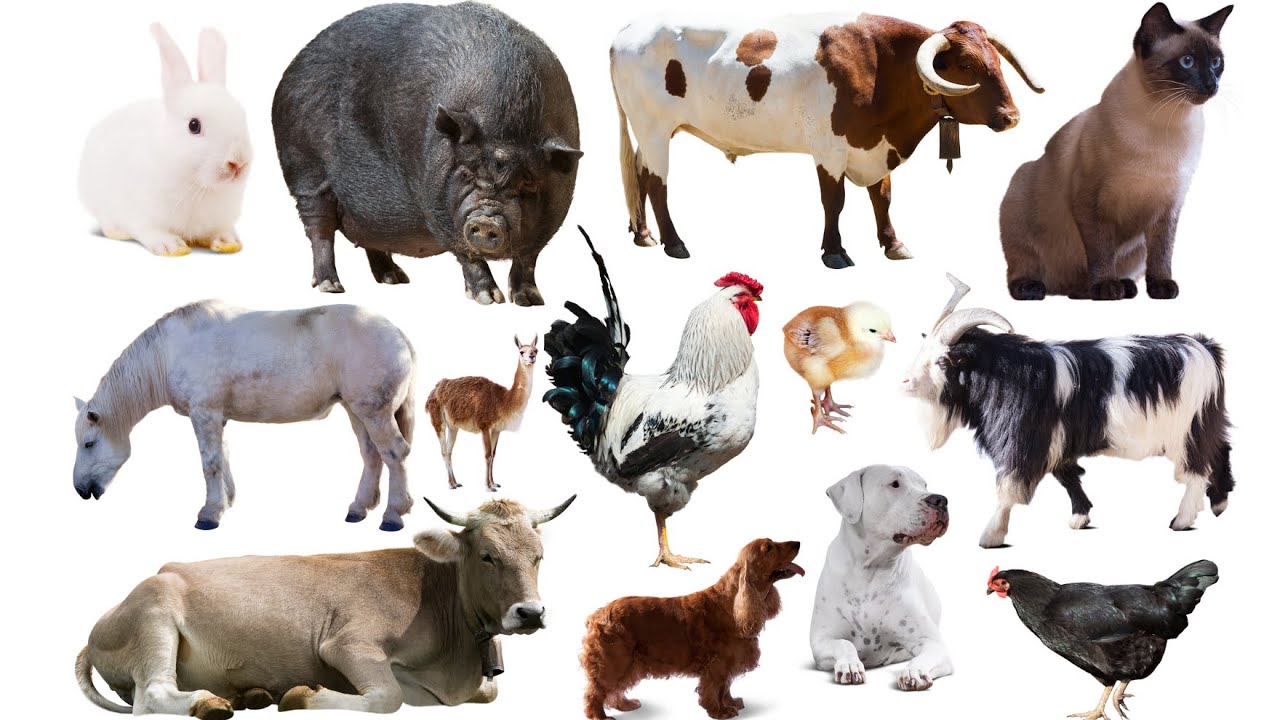 learn Mammals | A Kid's Guide to the Animal Kingdom! - YouTube