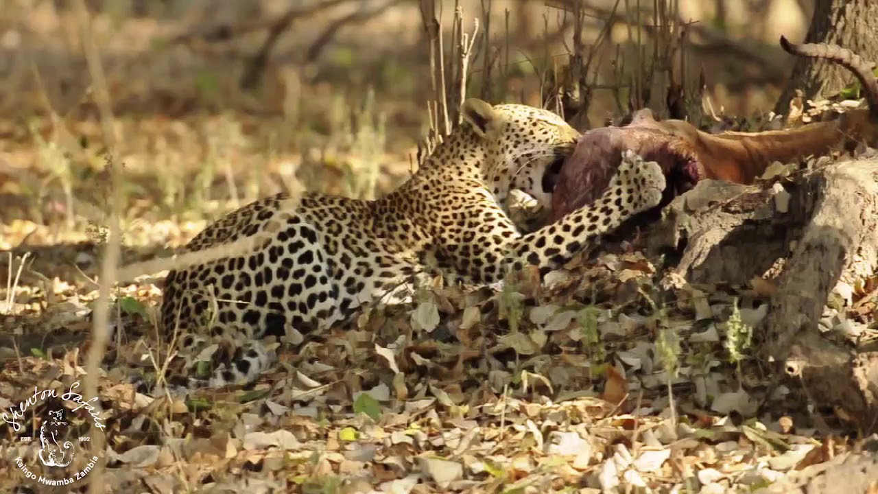 Shenton Safaris: Leopard kill - YouTube