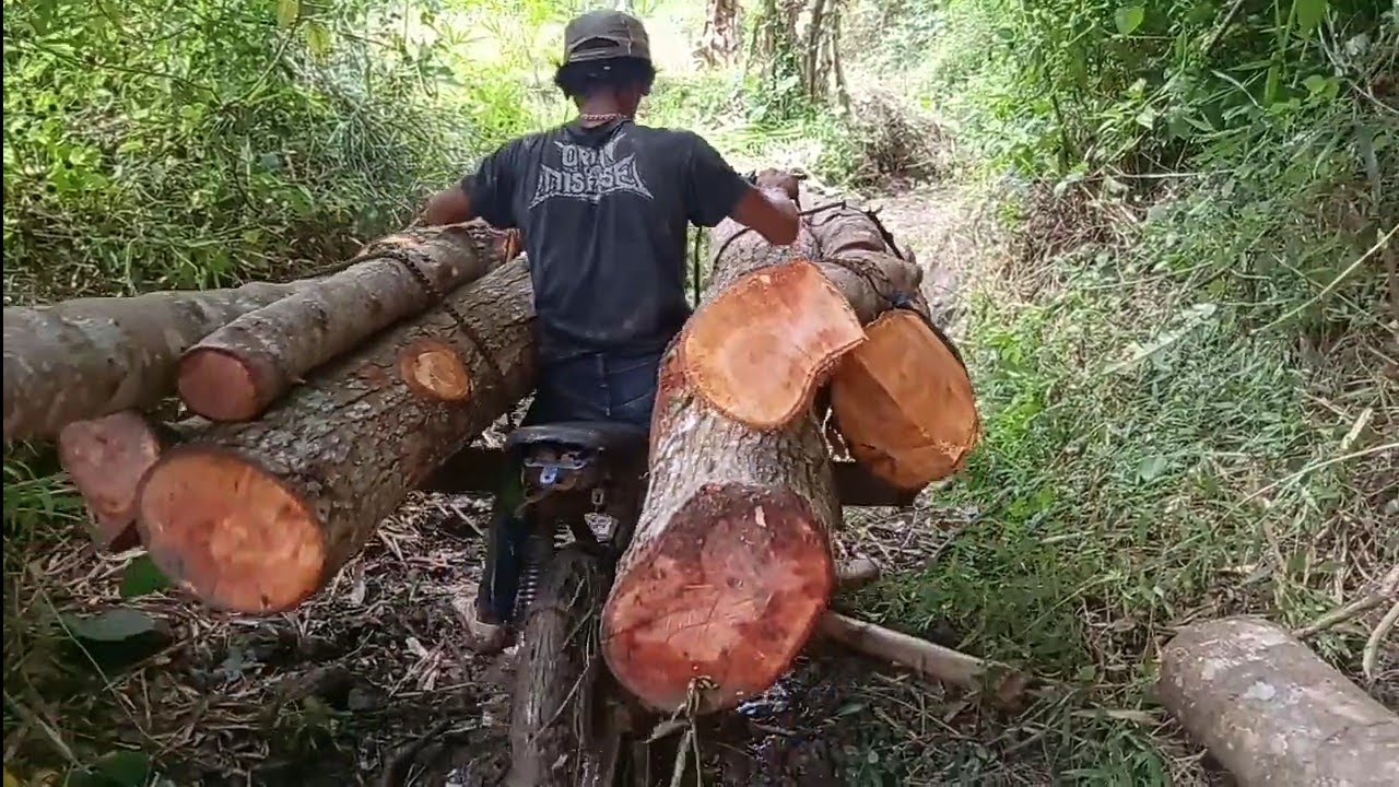 EXTRIM ANGKUT KAYU LOG DENGAN SEPEDA MOTOR, JALAN SEMPIT (motorbike ...