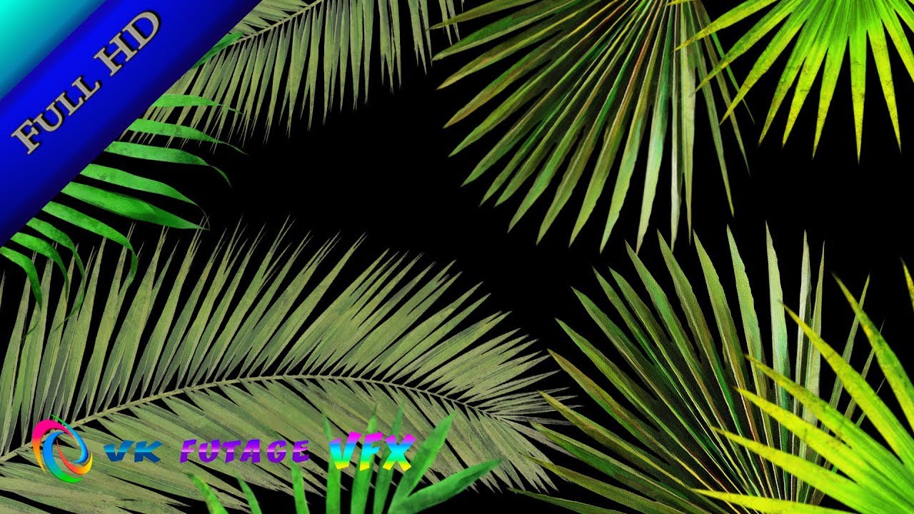 01 Tropical transition (Vignettes) free footage - YouTube