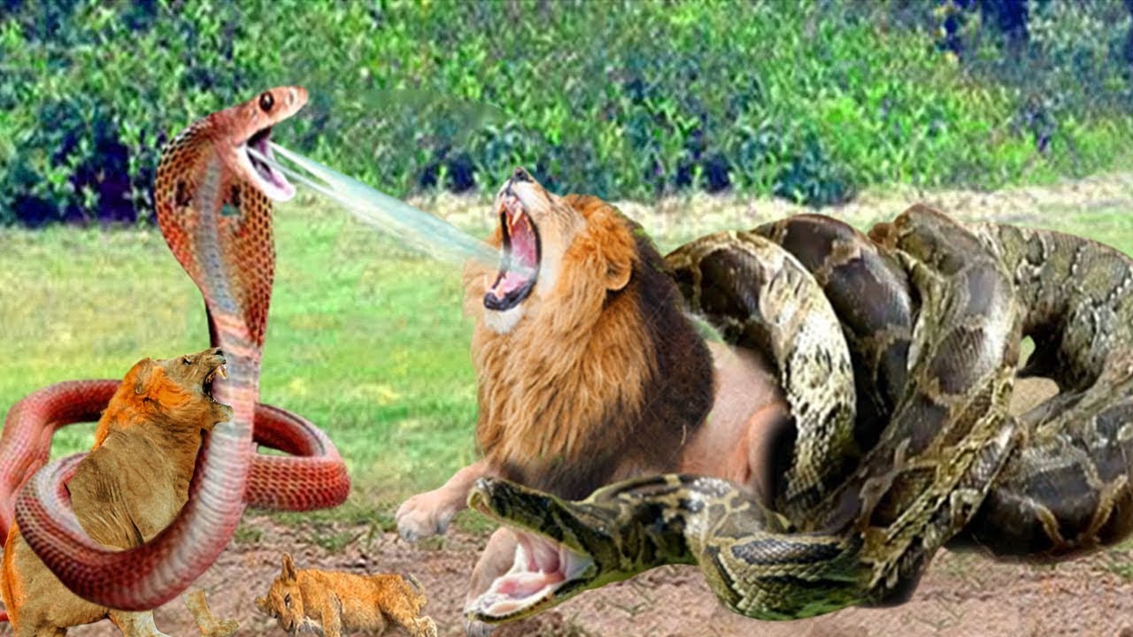 Amazing! When the hunter becomes easy prey for the snake and it kills ...