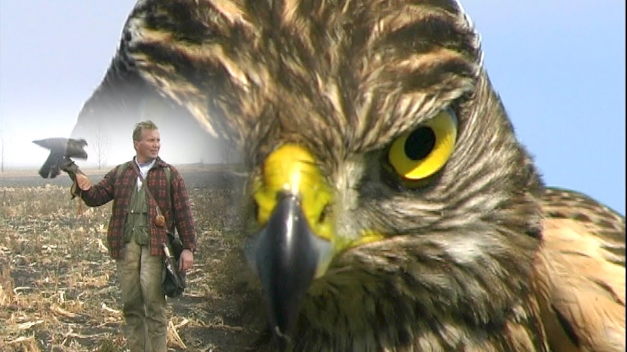 Hunting with hawk - Falconry | Lov jastrebom - Sokolarstvo | - YouTube