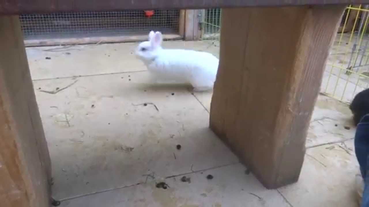 loffelohr dwerg rex konijntjes spelen buiten - YouTube