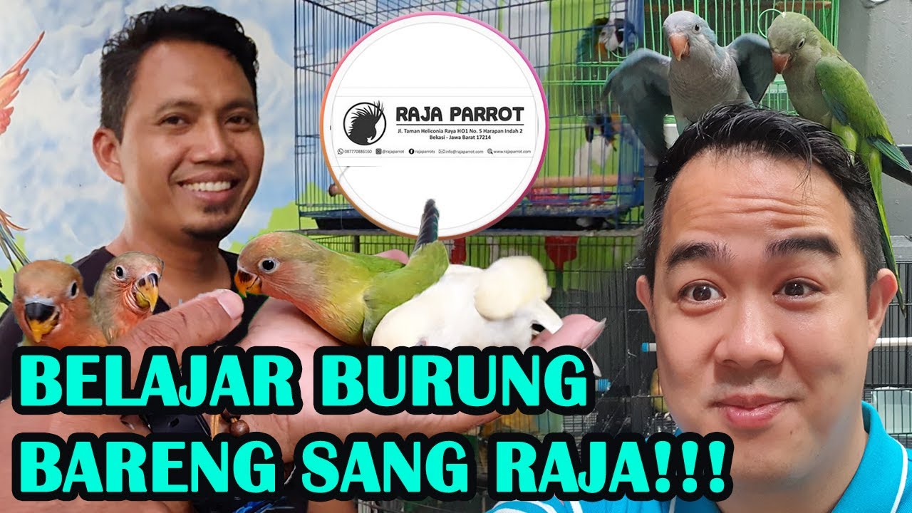BELAJAR BURUNG BARENG SANG RAJA!! - RAJA PARROT - YouTube