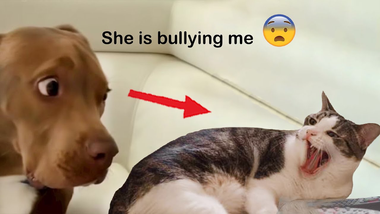 Funny Cats Get Angry Then Attack Dogs And Everything - The Pet Zone ...