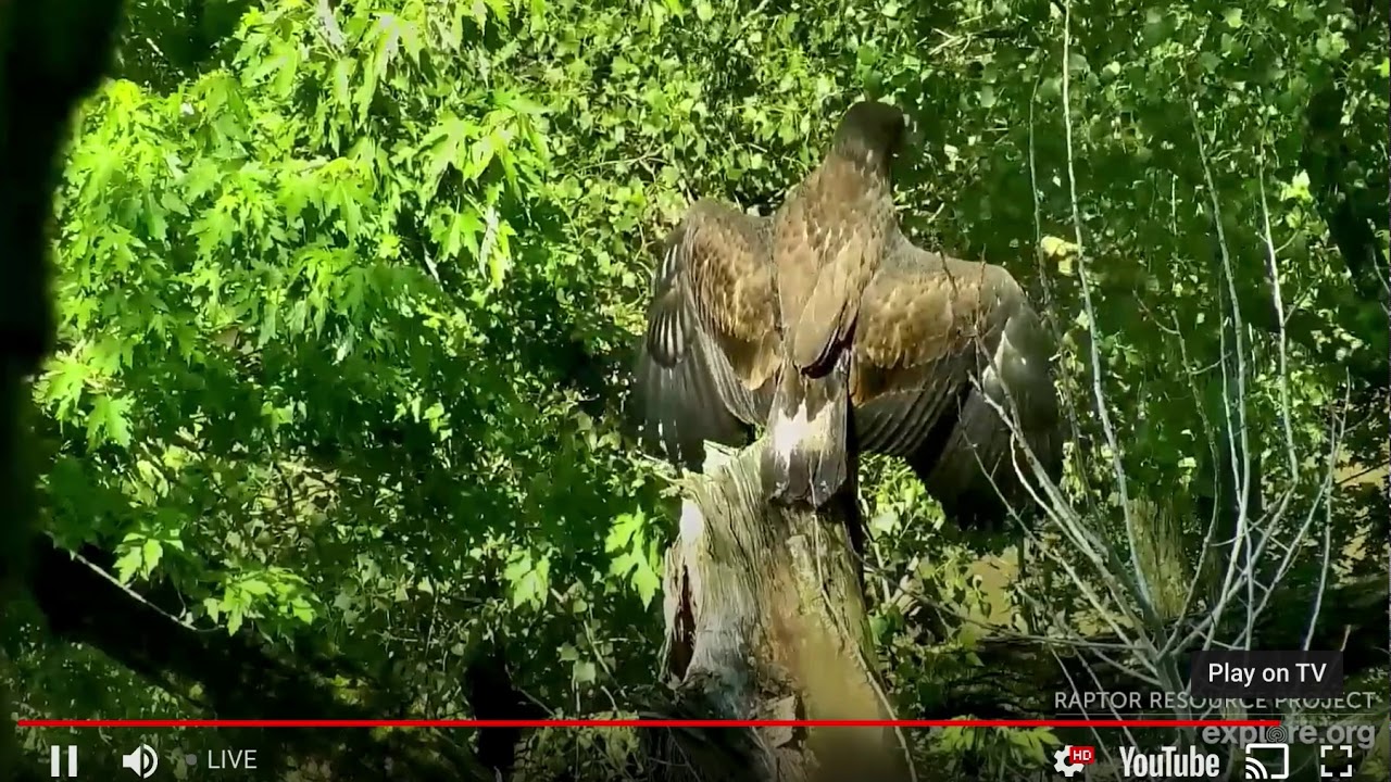 Decorah Eagles 6-21-20, 8:44 am Accidental fledge, flight from stump ...