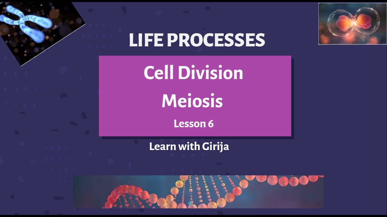 2 Minute lessons: Cell division //Meiosis //part 1 Lesson 6 - YouTube