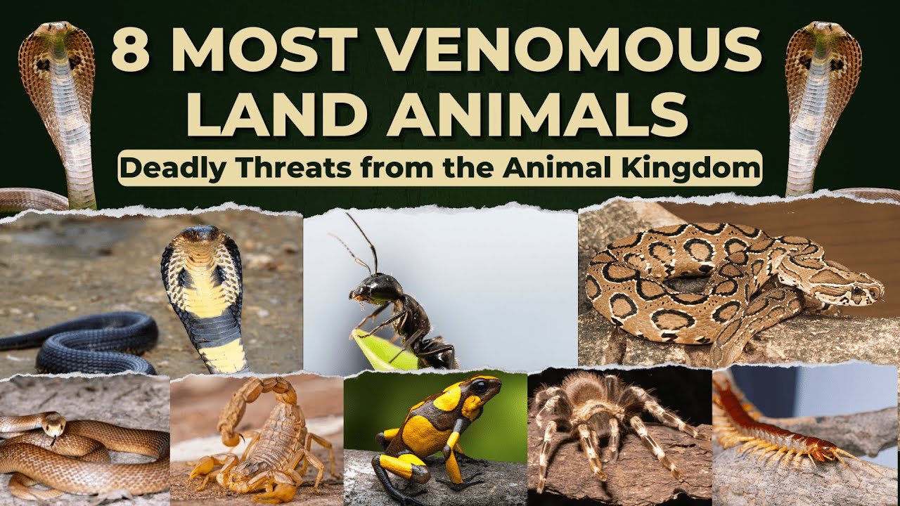 8 Most Venomous Land Animals||Learn English ||Listen and Practice ...