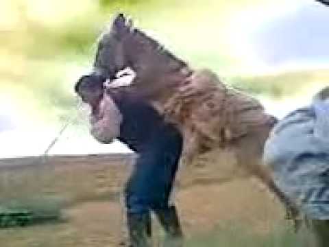 Eşşek necede gulureeee