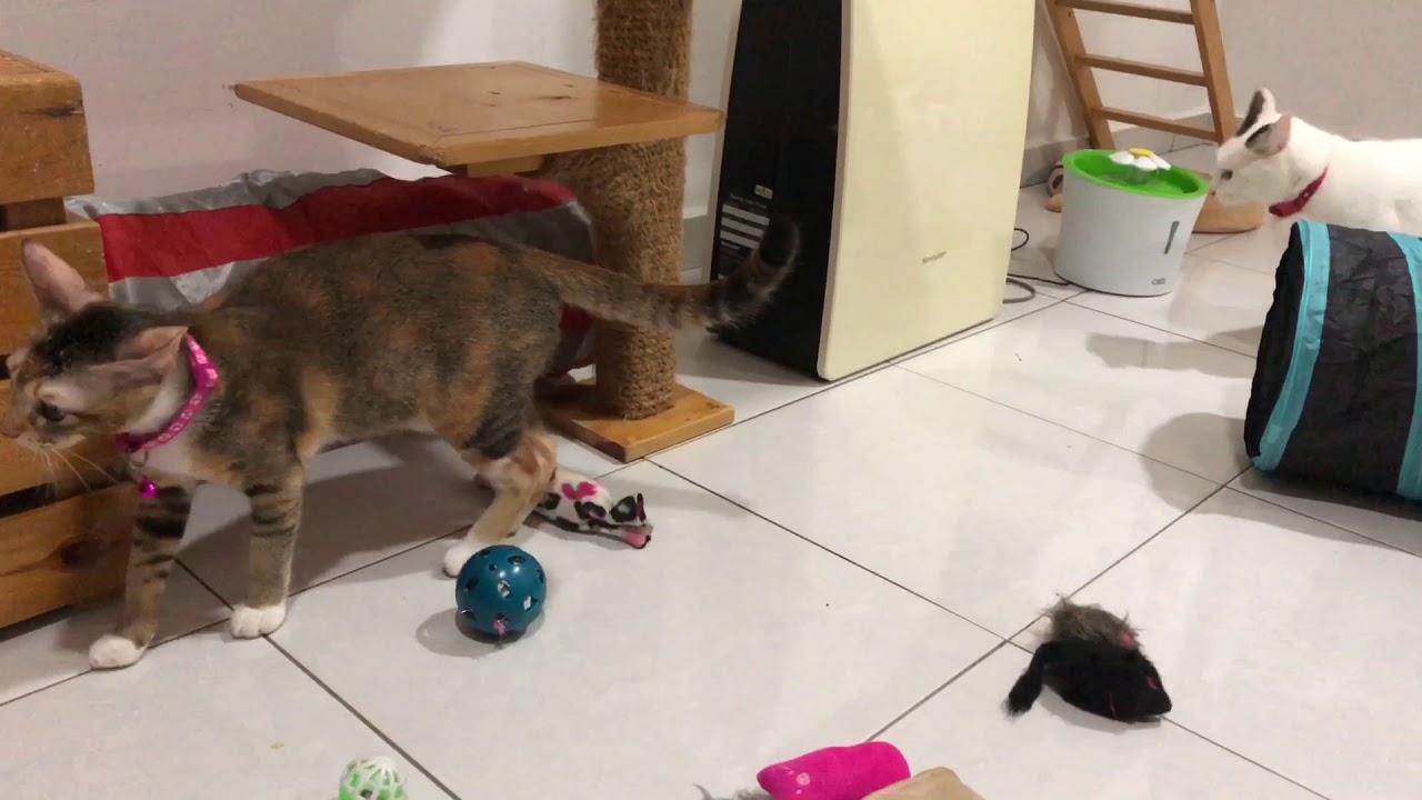 Cat Bodyguard - This Is Meowness!! - YouTube