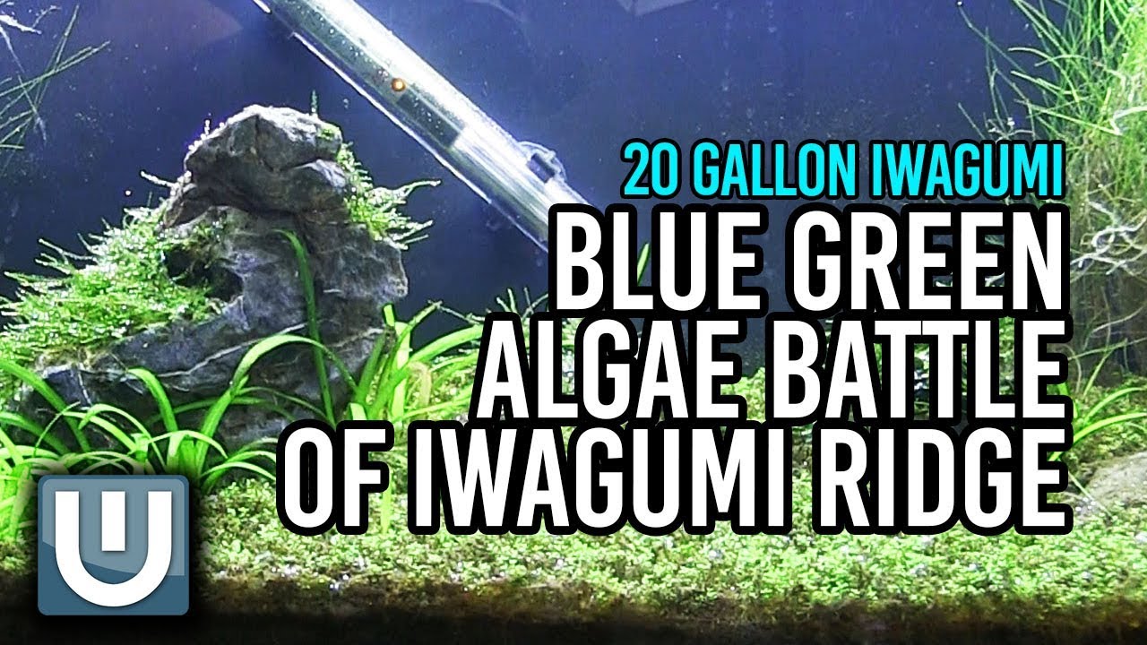 Blue Green Algae Battle of Iwagumi Ridge - YouTube