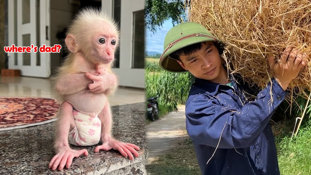 So touching! Baby monkey Zika misses his dad when he is home alone ...