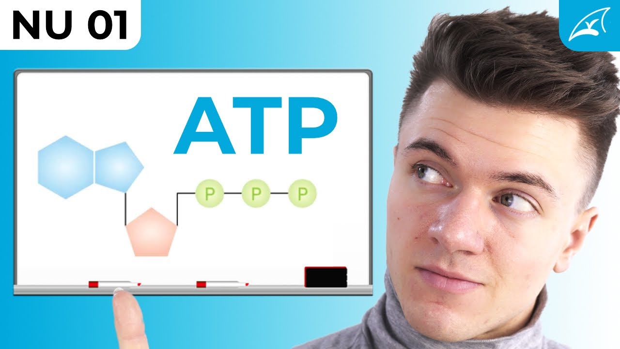 Was sind Nukleotide? - einfach erklärt! // Bausteine der DNA - YouTube